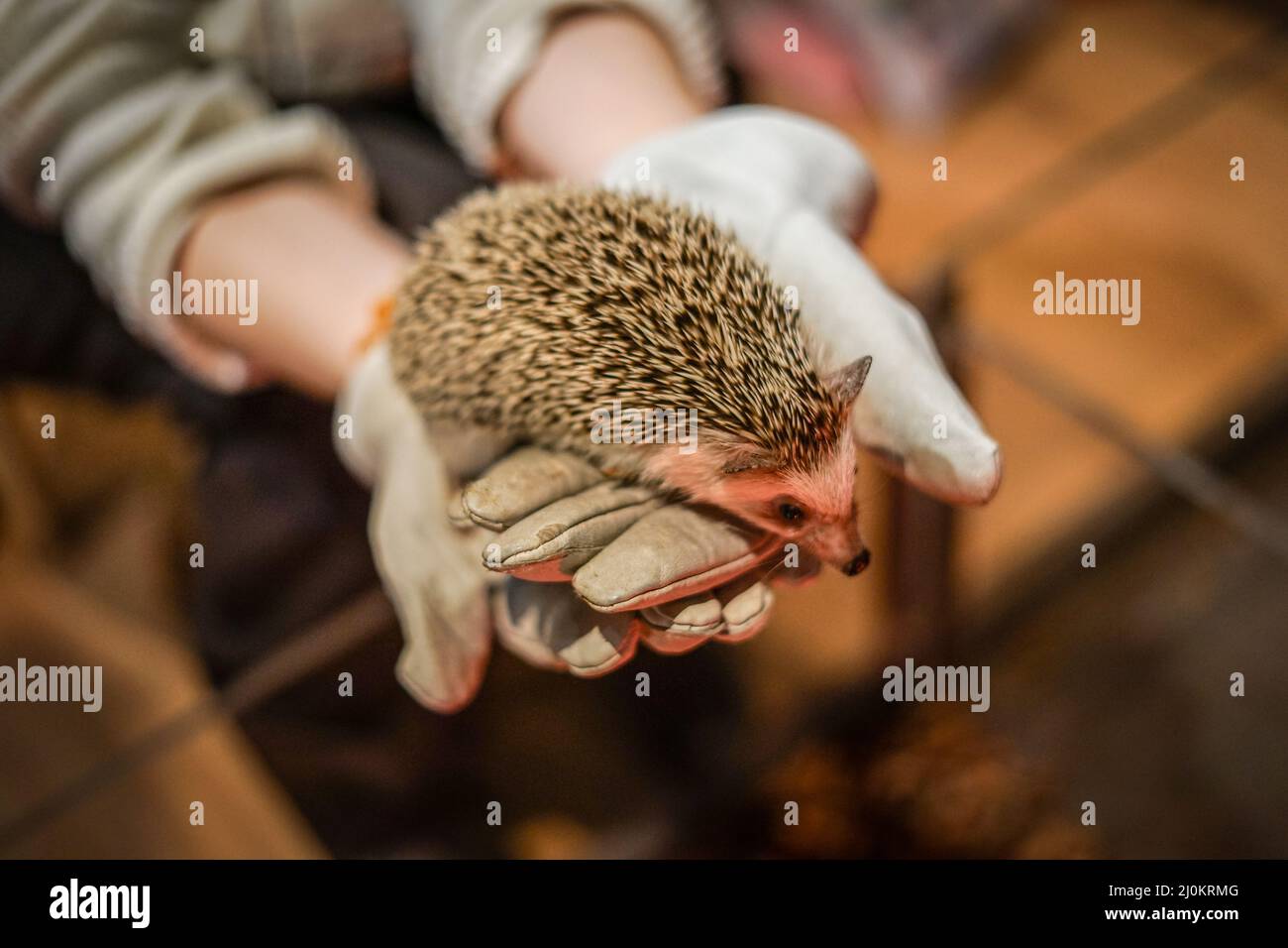 Igel niedlich -Fotos und -Bildmaterial in hoher Auflösung – Alamy