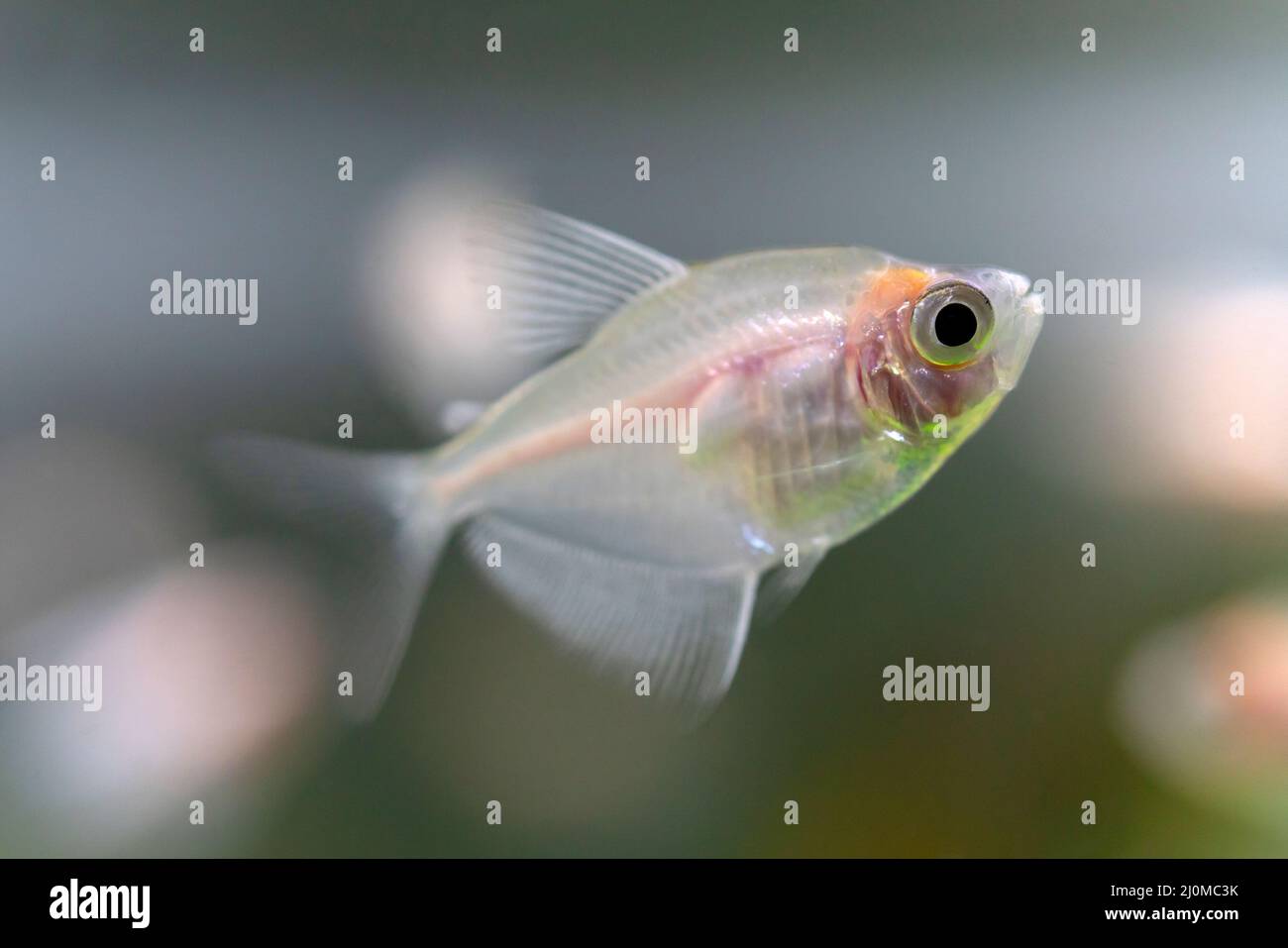 Fisch klein -Fotos und -Bildmaterial in hoher Auflösung – Alamy