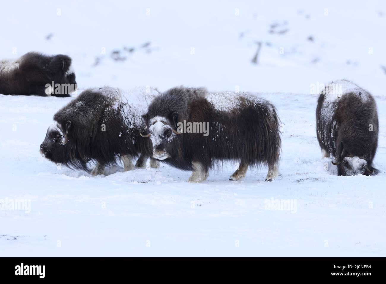 Wild Musk Ox in den Winterbergen in Norwegen, Dovrefjell Nationalpark ...