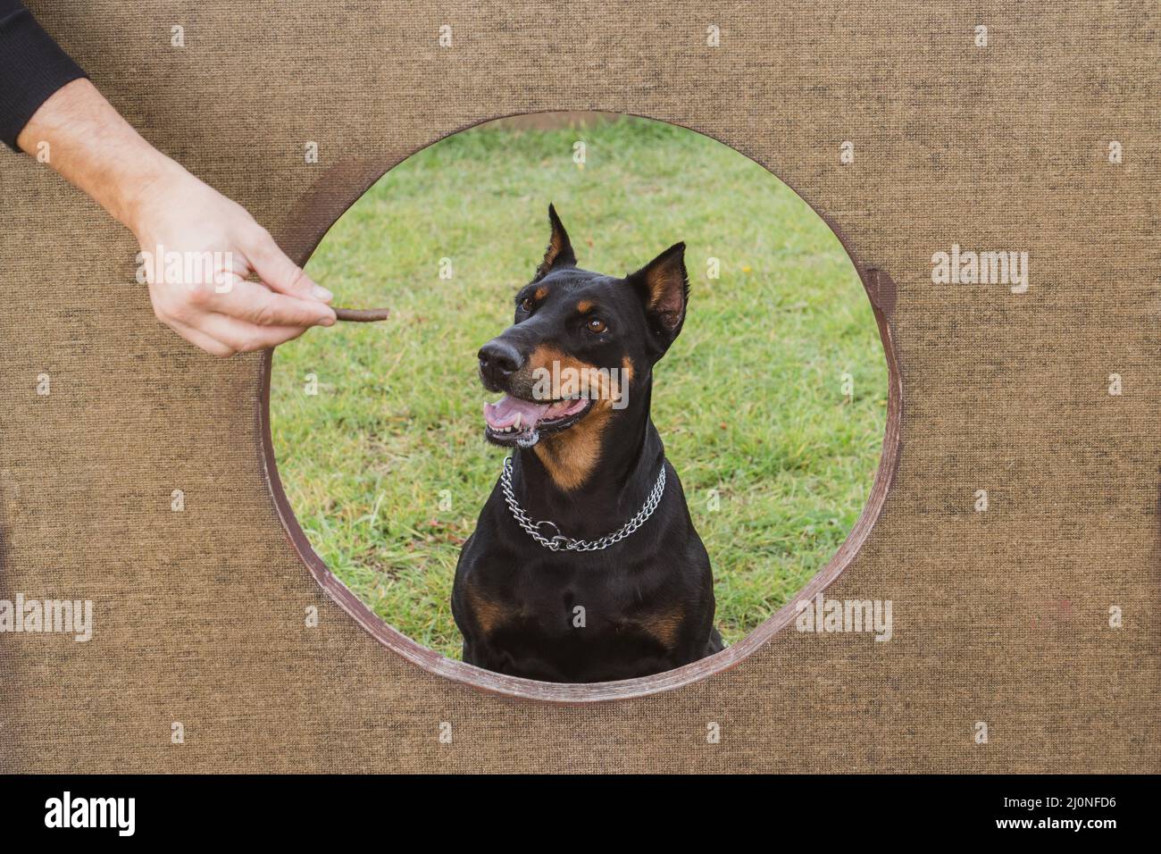 Gehorsam lehre -Fotos und -Bildmaterial in hoher Auflösung – Alamy
