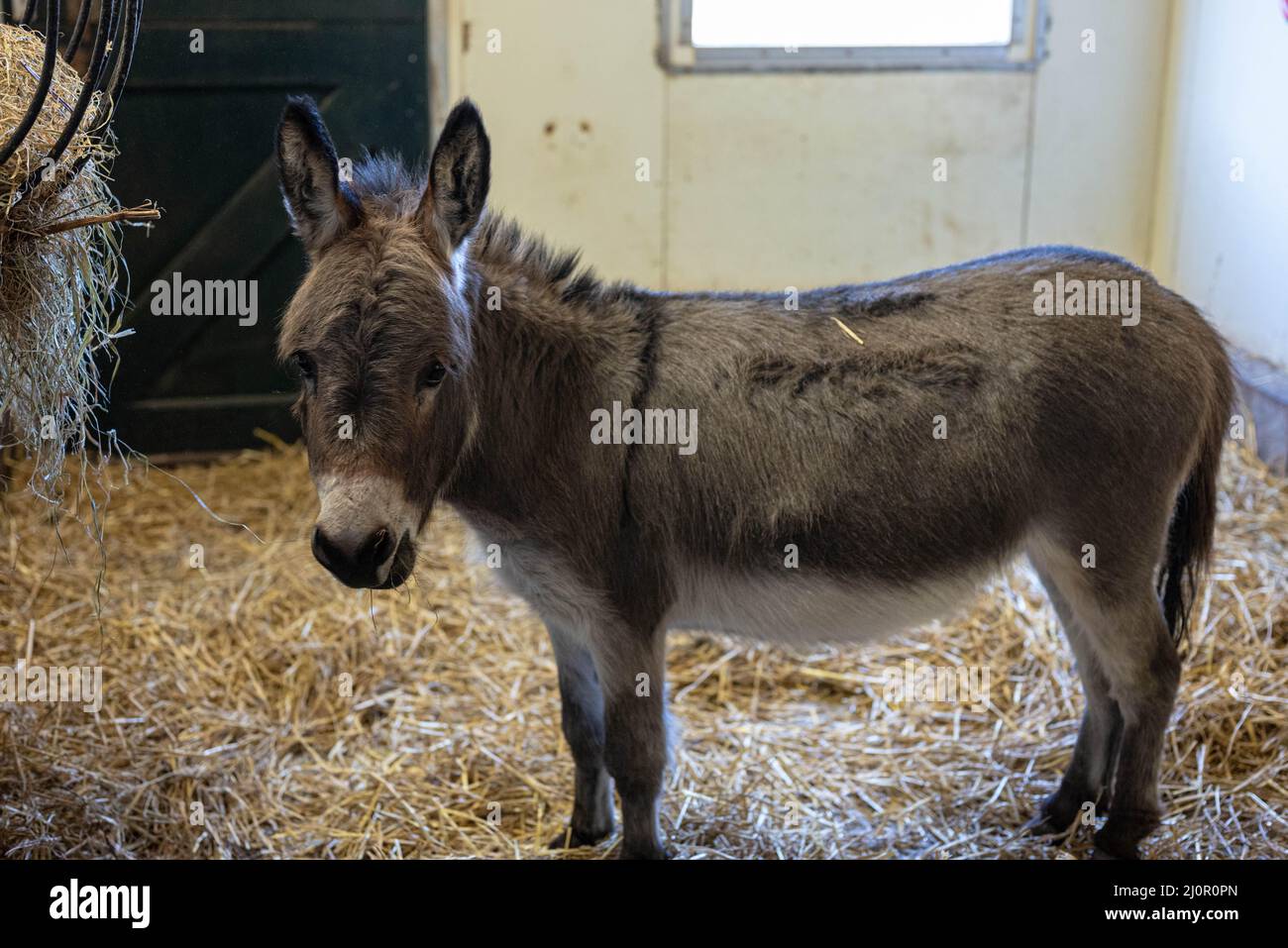 Esel bei stall -Fotos und -Bildmaterial in hoher Auflösung – Alamy