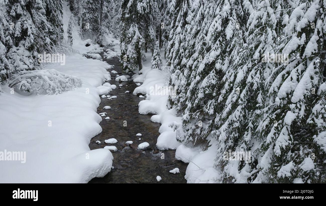 Nadelwald winter -Fotos und -Bildmaterial in hoher Auflösung – Alamy