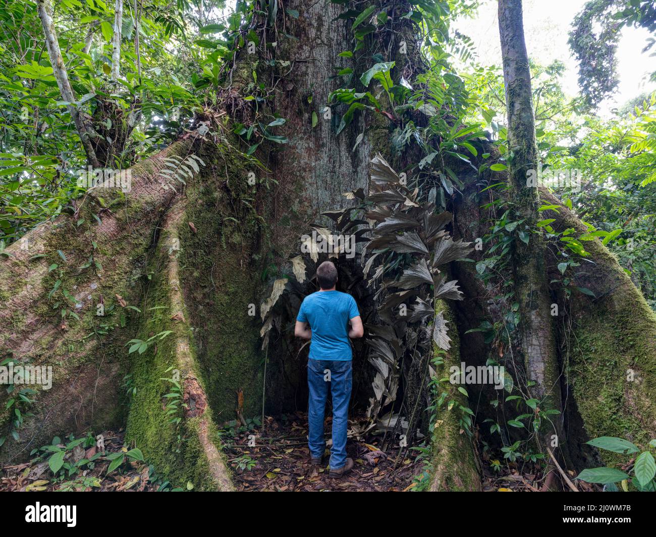 Kapokbaum ceiba -Fotos und -Bildmaterial in hoher Auflösung – Alamy