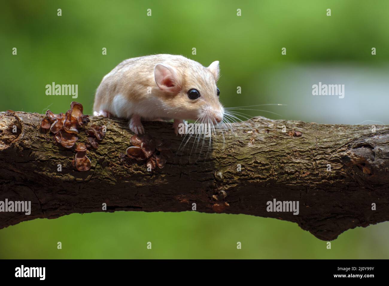 Farbratte nahrung -Fotos und -Bildmaterial in hoher Auflösung – Alamy