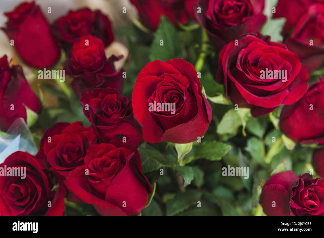 Offene rote rosen -Fotos und -Bildmaterial in hoher Auflösung – Alamy