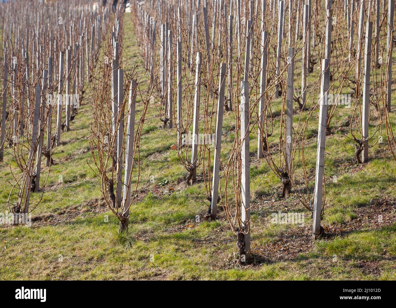 Laubbaum setzlinge -Fotos und -Bildmaterial in hoher Auflösung – Alamy