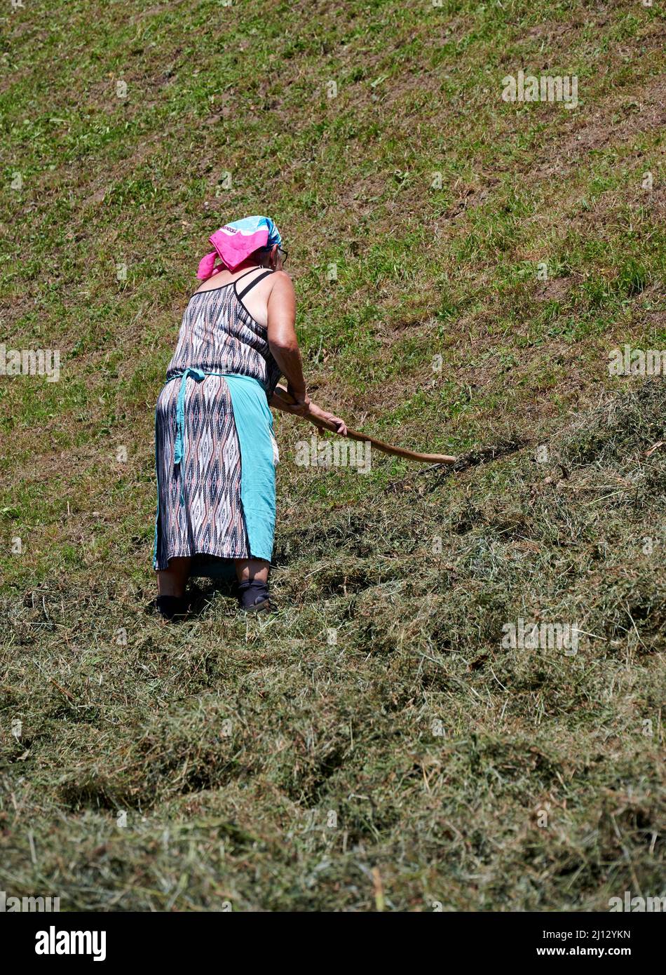 Ein bauer bearbeitet mit dem rechen das feld -Fotos und -Bildmaterial ...