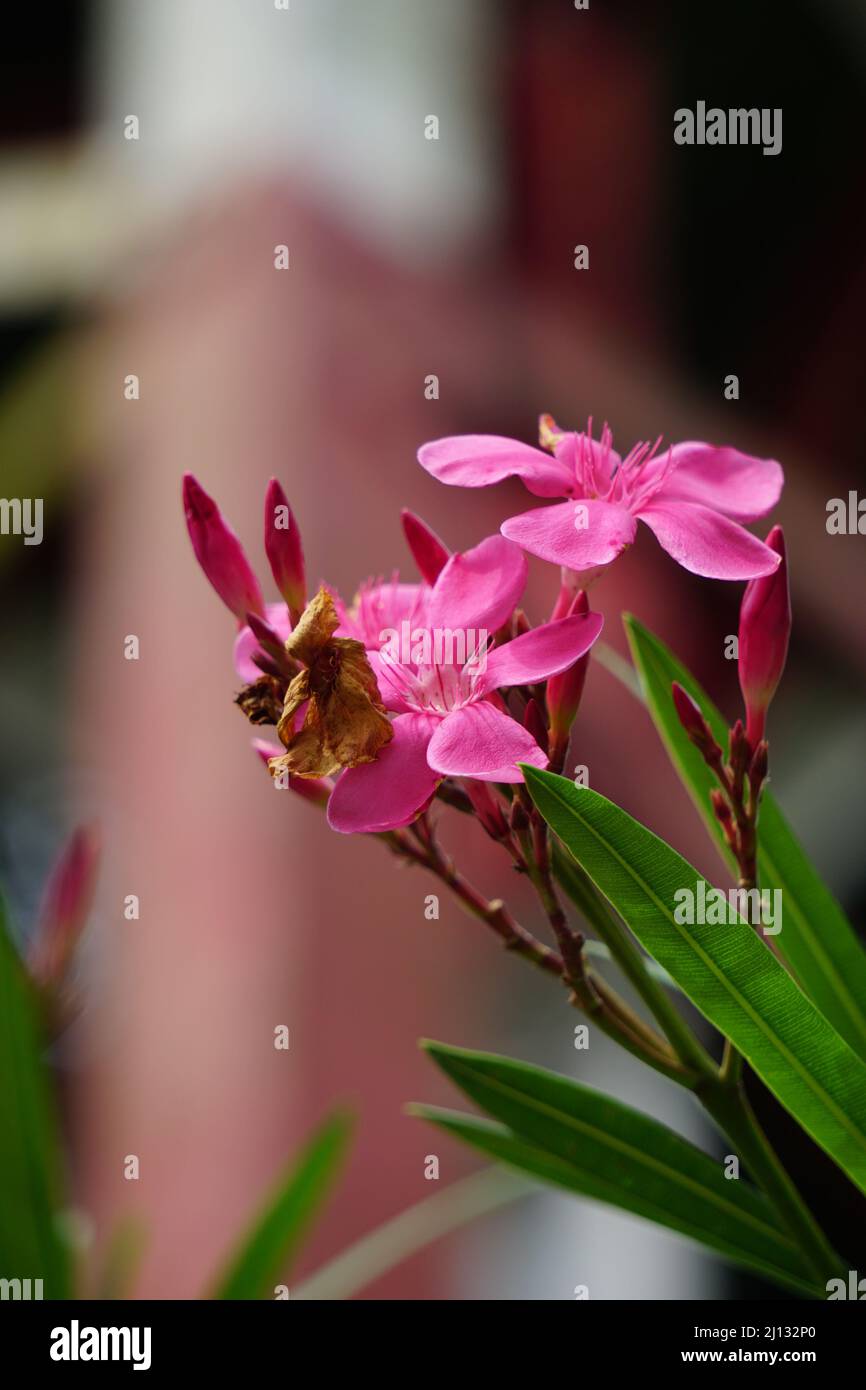 Nerium Oleander (auch Oleander, nerium, bunga mentega, bunga jepun ...