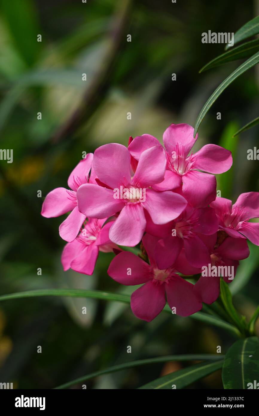 Nerium Oleander (auch Oleander, nerium, bunga mentega, bunga jepun ...