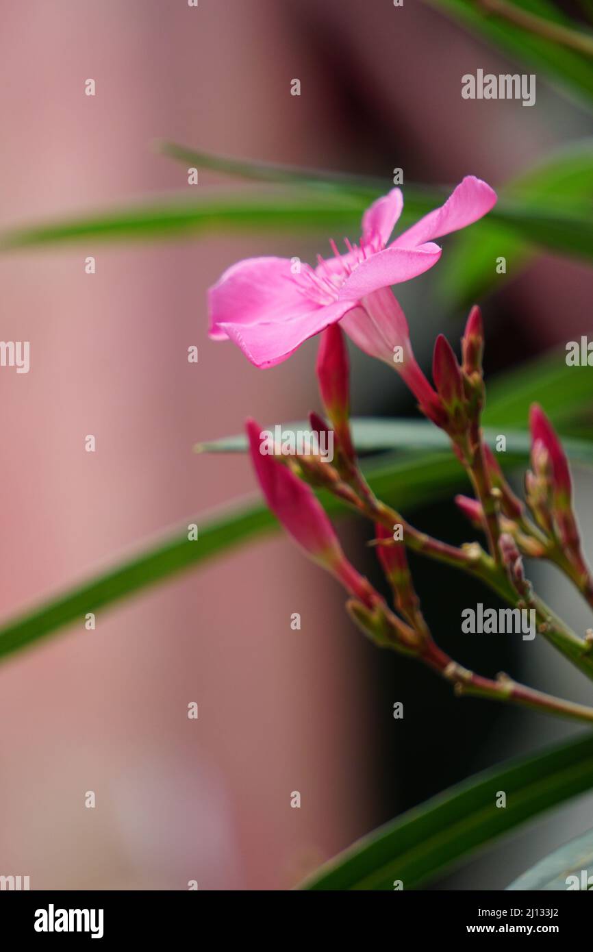 Nerium Oleander (auch Oleander, nerium, bunga mentega, bunga jepun ...