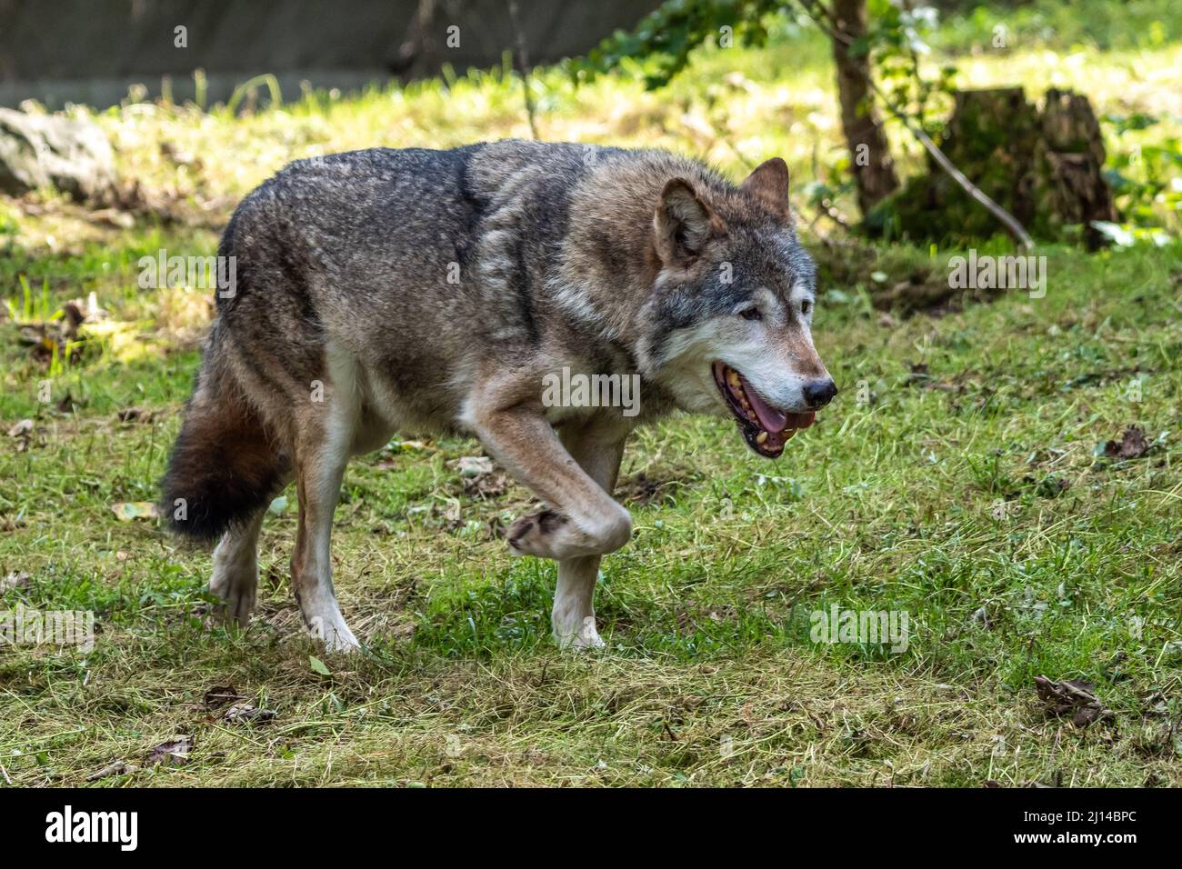 Der Wolf, Canis lupus, auch bekannt als der graue Wolf oder Timber Wolf ...