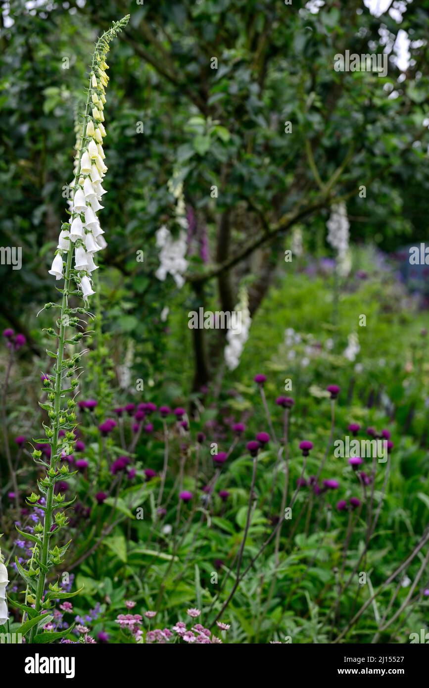 Cottage Garden, Cirsium rivulare atropurpureum, Brook Distel ...