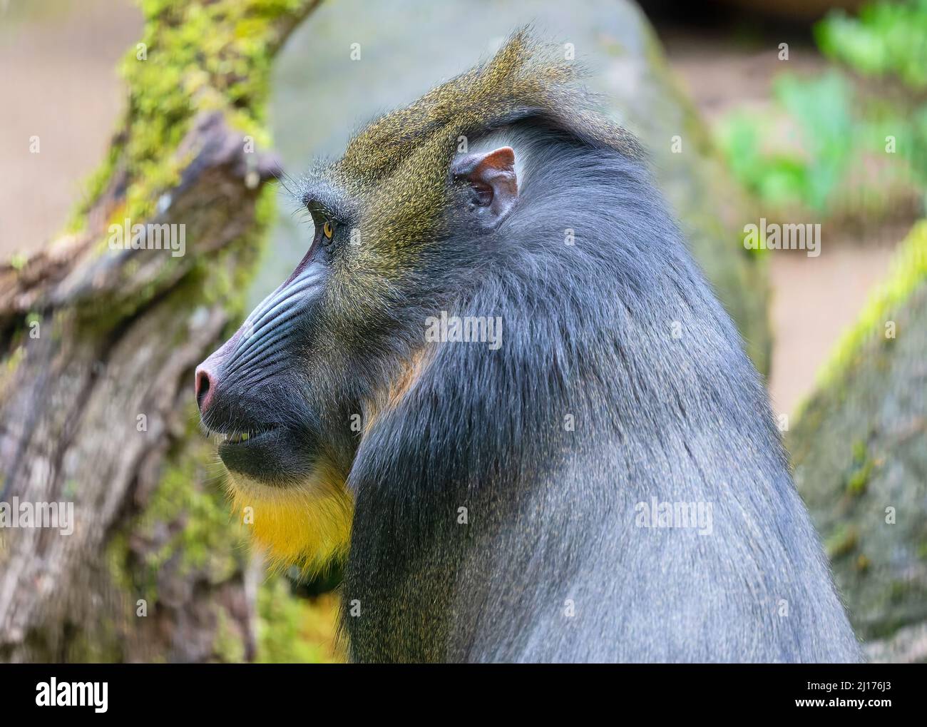 Kopf von affen -Fotos und -Bildmaterial in hoher Auflösung – Alamy