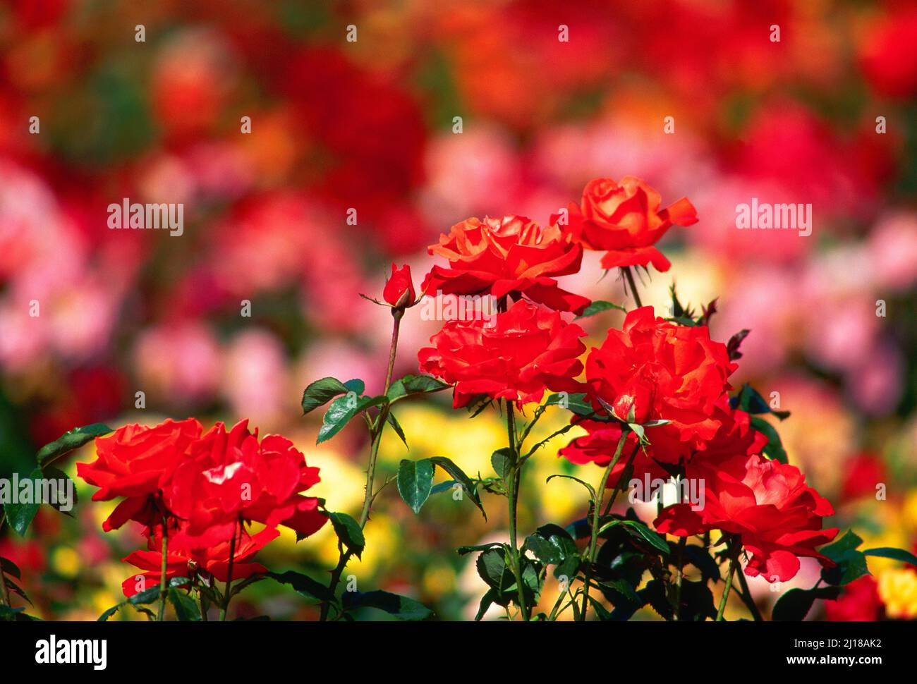 Botanische rosen -Fotos und -Bildmaterial in hoher Auflösung – Alamy