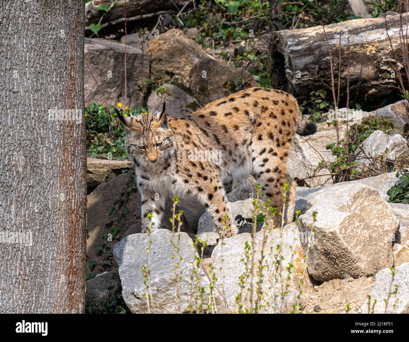 Europäischer Luchs beobachtet Beute; Luchs Luchs. Karlsruhe ...