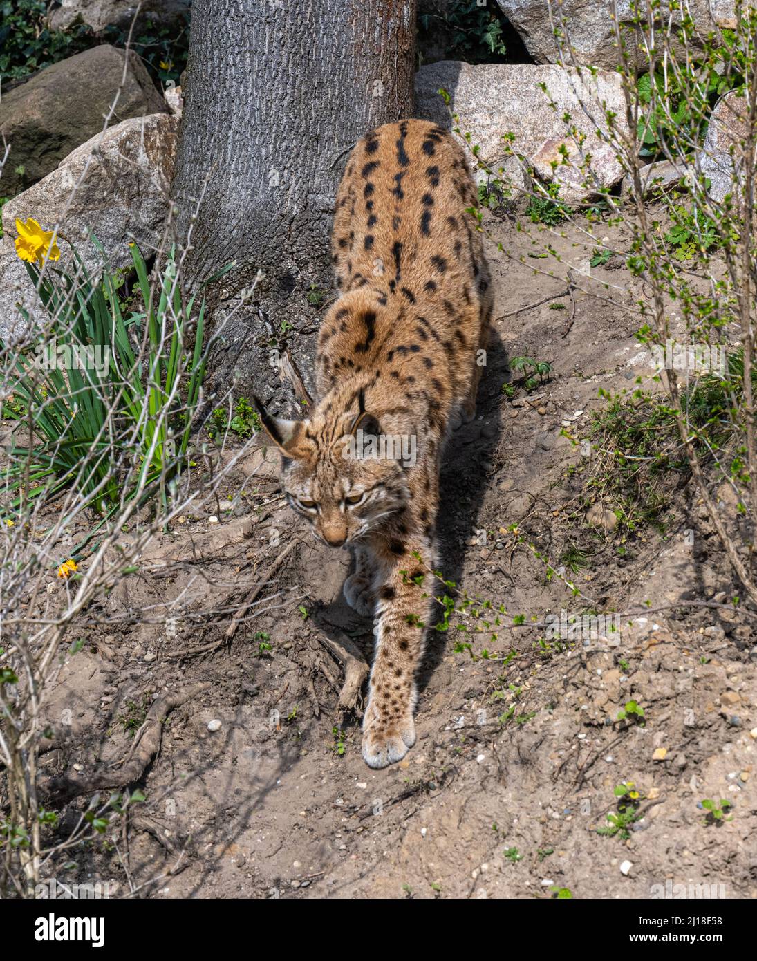 Europäischer Luchs beobachtet Beute; Luchs Luchs. Karlsruhe ...