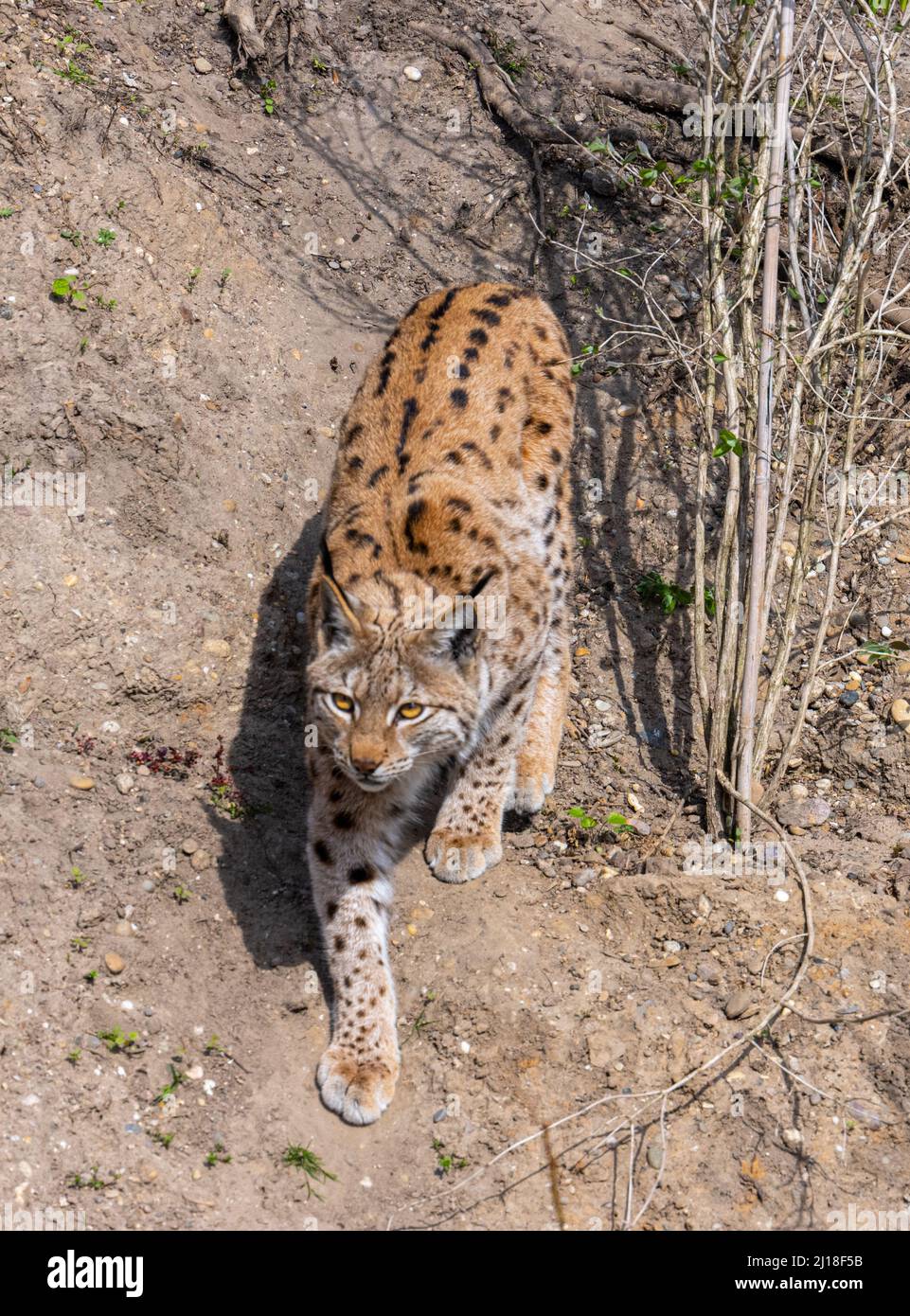 Europäischer Luchs beobachtet Beute; Luchs Luchs. Karlsruhe ...