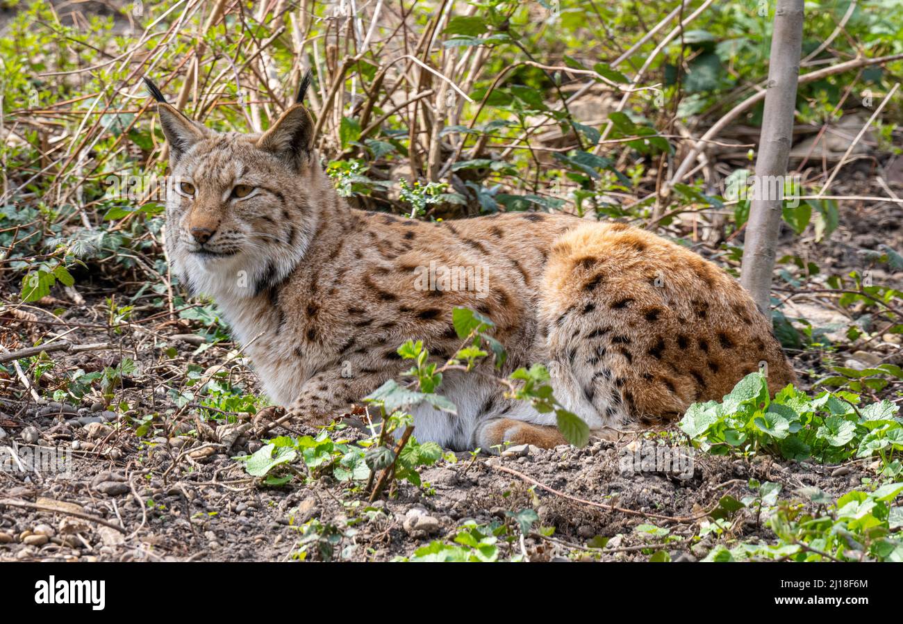 Europäischer Luchs beobachtet Beute; Luchs Luchs. Karlsruhe ...