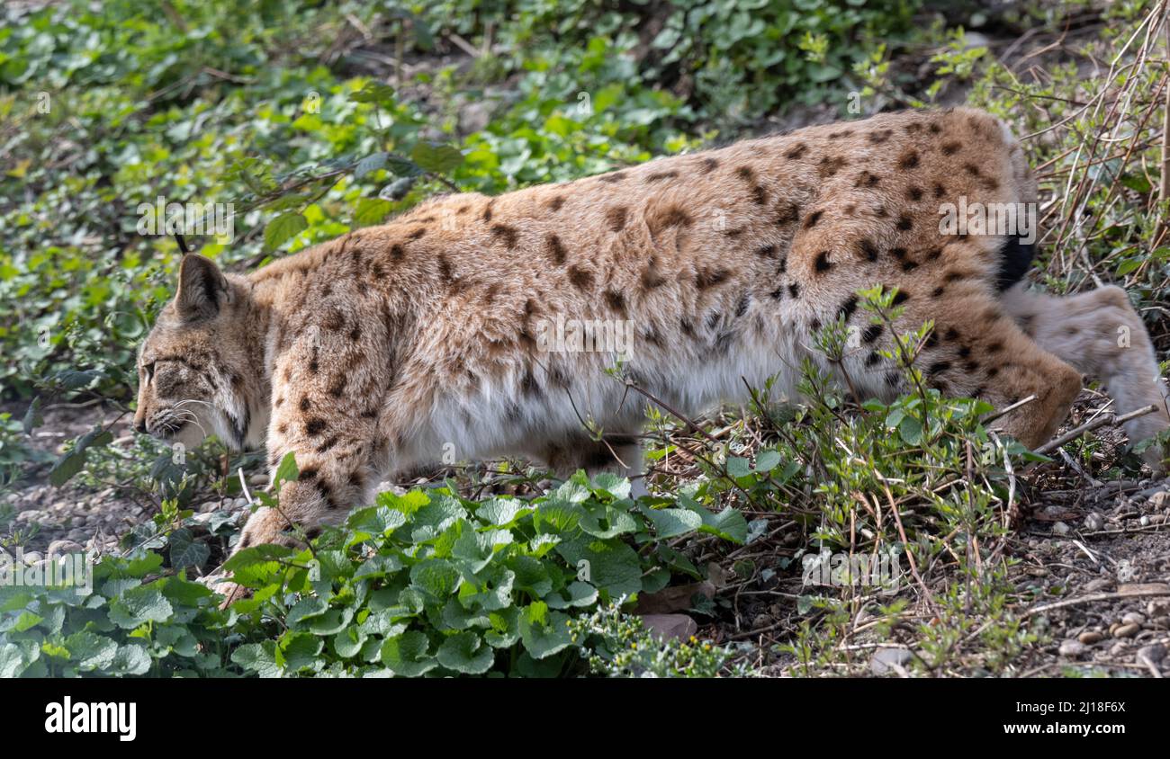 Europäischer Luchs beobachtet Beute; Luchs Luchs. Karlsruhe ...