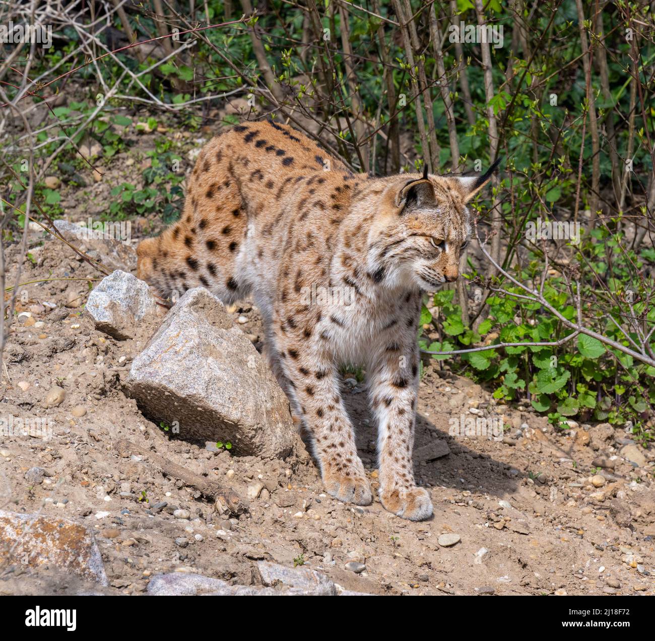 Europäischer Luchs beobachtet Beute; Luchs Luchs. Karlsruhe ...