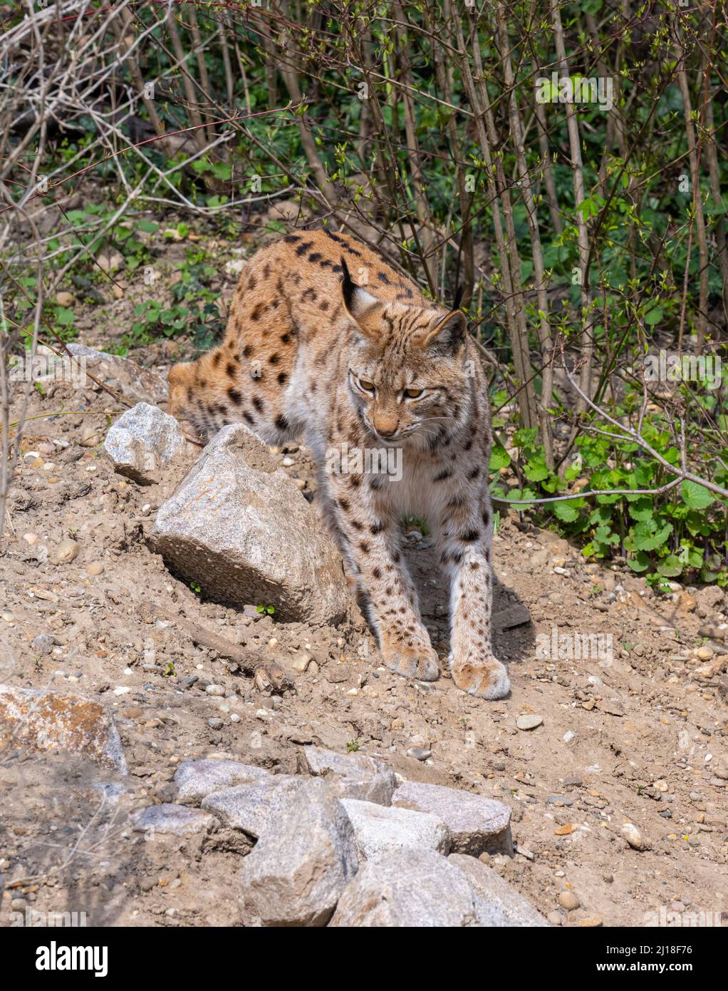 Europäischer Luchs beobachtet Beute; Luchs Luchs. Karlsruhe ...