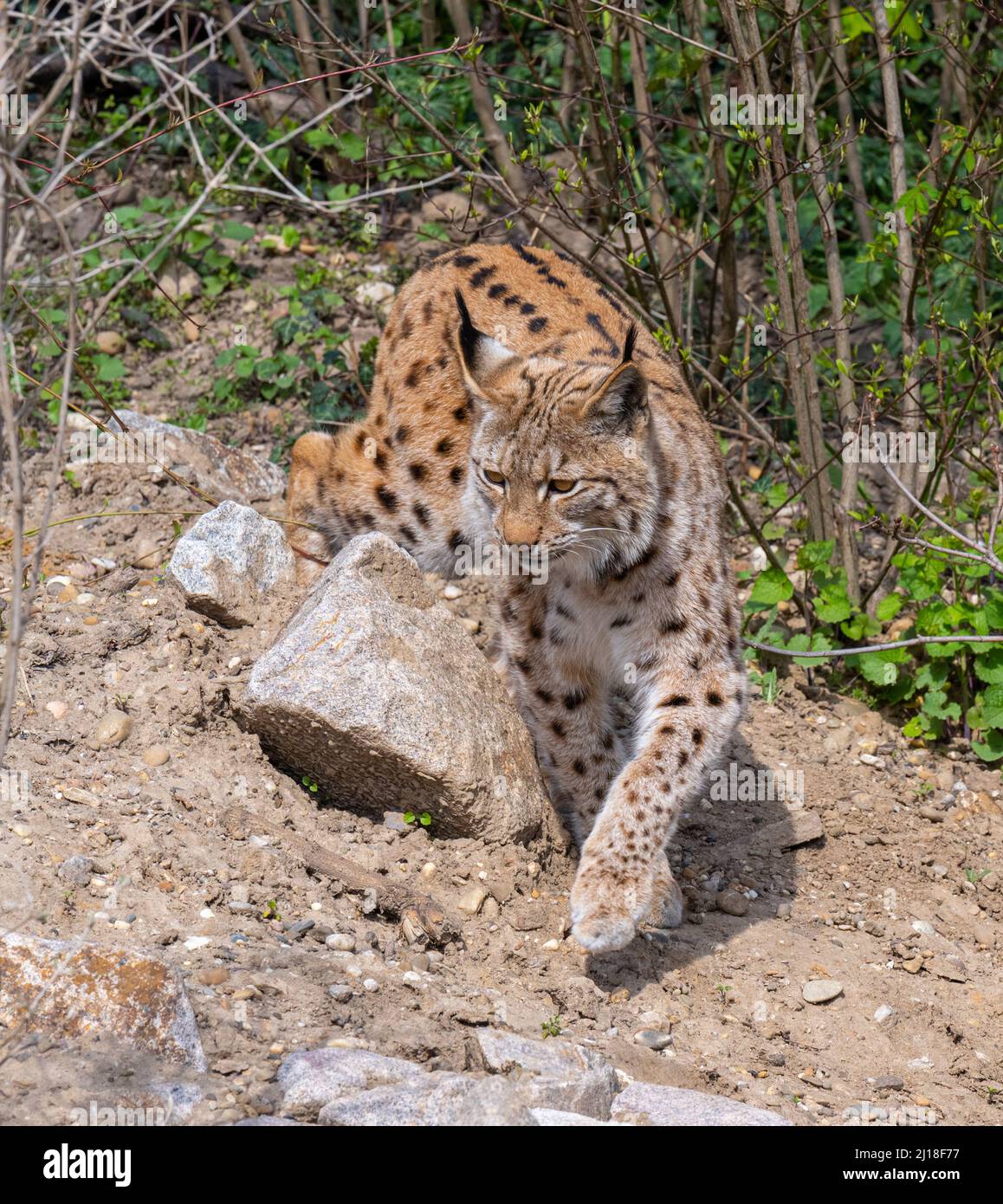 Europäischer Luchs beobachtet Beute; Luchs Luchs. Karlsruhe ...