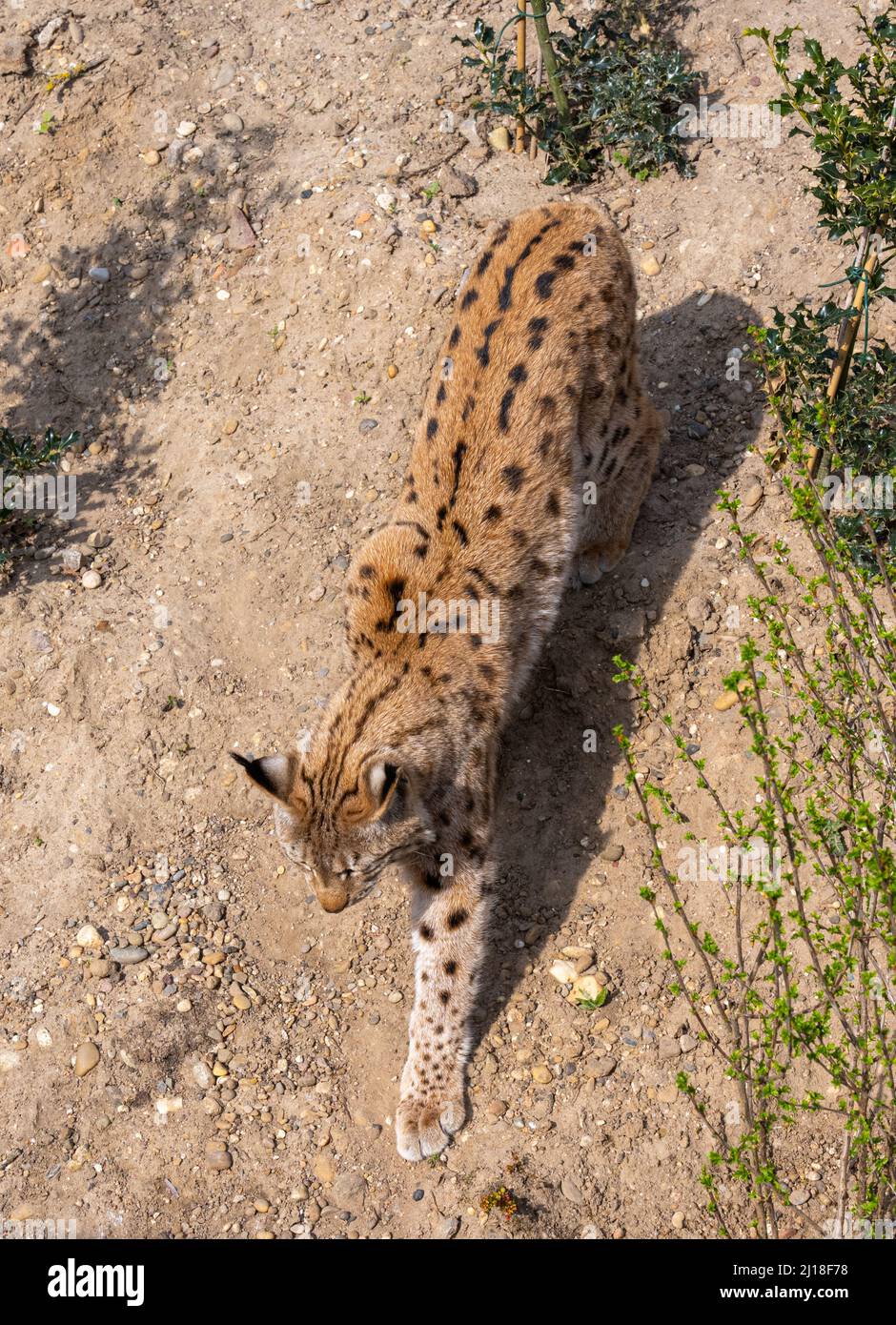 Europäischer Luchs beobachtet Beute; Luchs Luchs. Karlsruhe ...