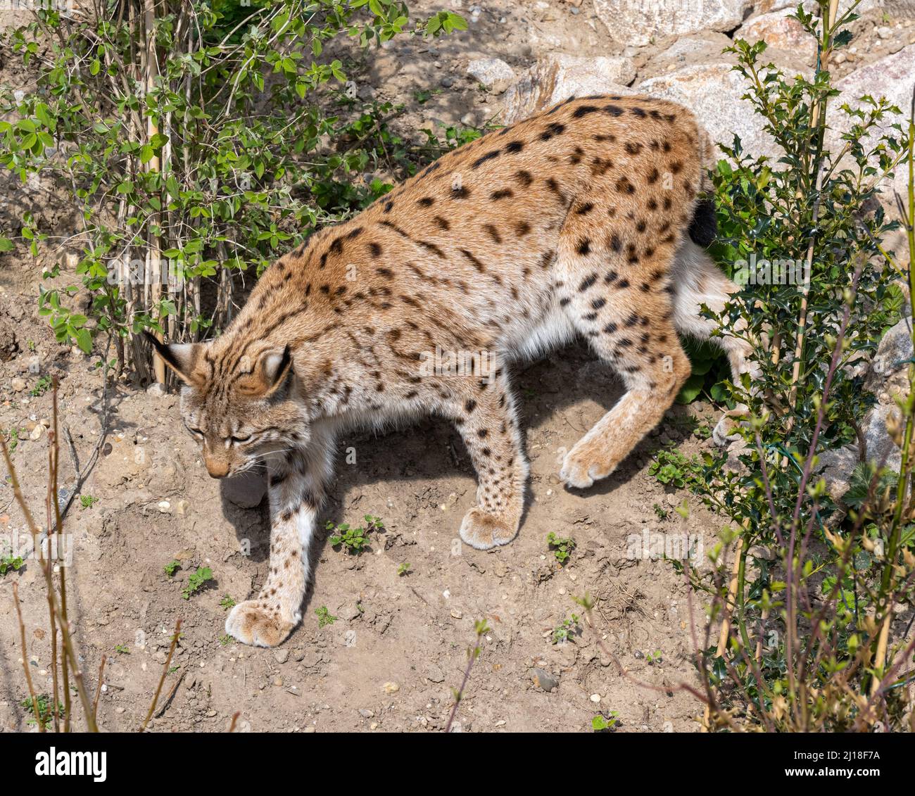 Europäischer Luchs beobachtet Beute; Luchs Luchs. Karlsruhe ...