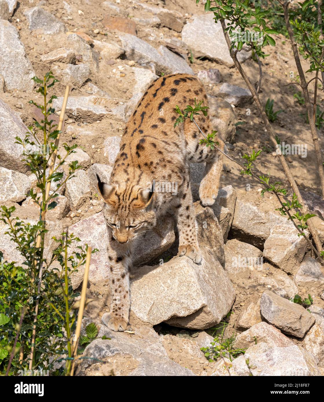 Europäischer Luchs beobachtet Beute; Luchs Luchs. Karlsruhe ...