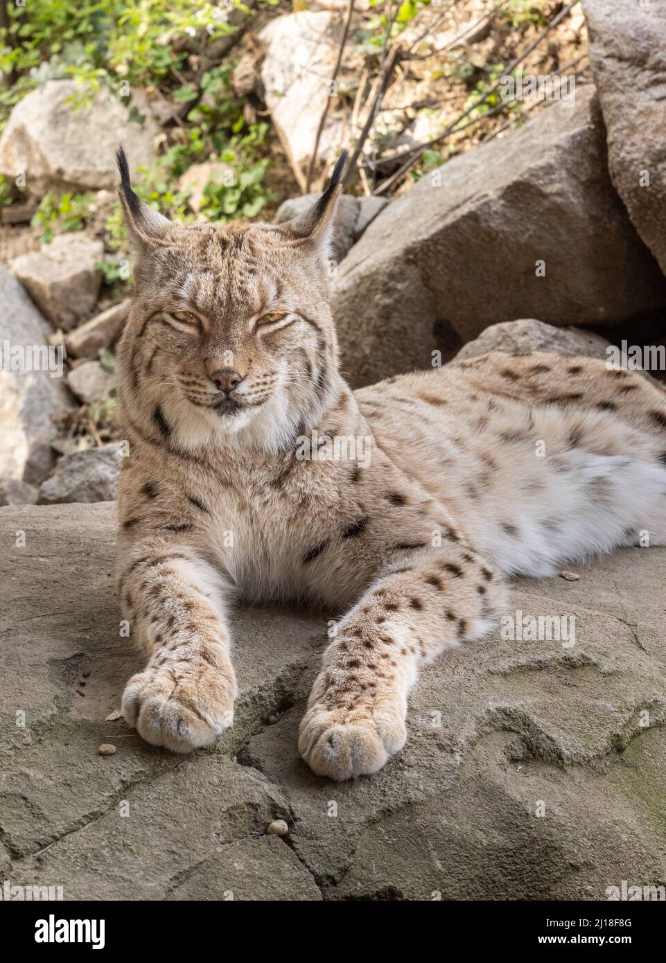 Europäischer Luchs beobachtet Beute; Luchs Luchs. Karlsruhe ...