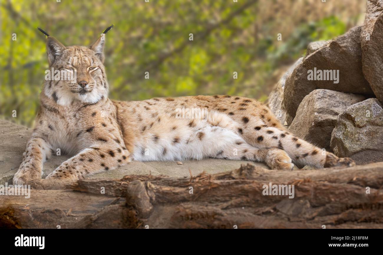 Europäischer Luchs beobachtet Beute; Luchs Luchs. Karlsruhe ...