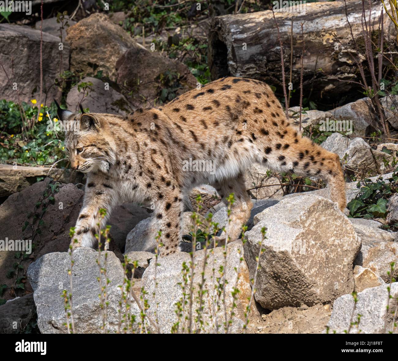 Europäischer Luchs beobachtet Beute; Luchs Luchs. Karlsruhe ...