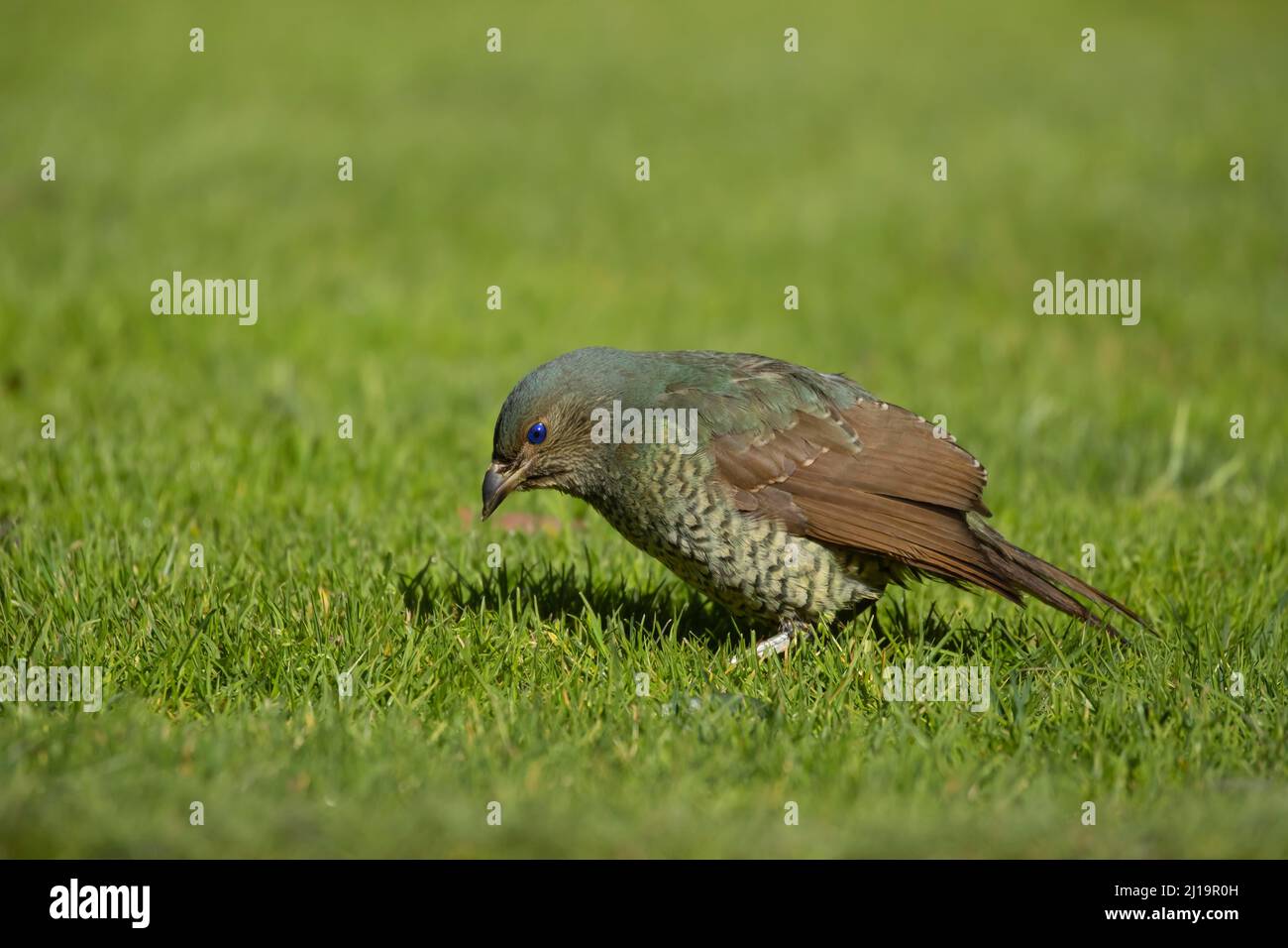 Weiblicher australischer vogel -Fotos und -Bildmaterial in hoher ...