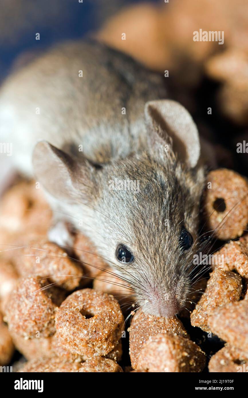 Katze frisst ratte -Fotos und -Bildmaterial in hoher Auflösung – Alamy