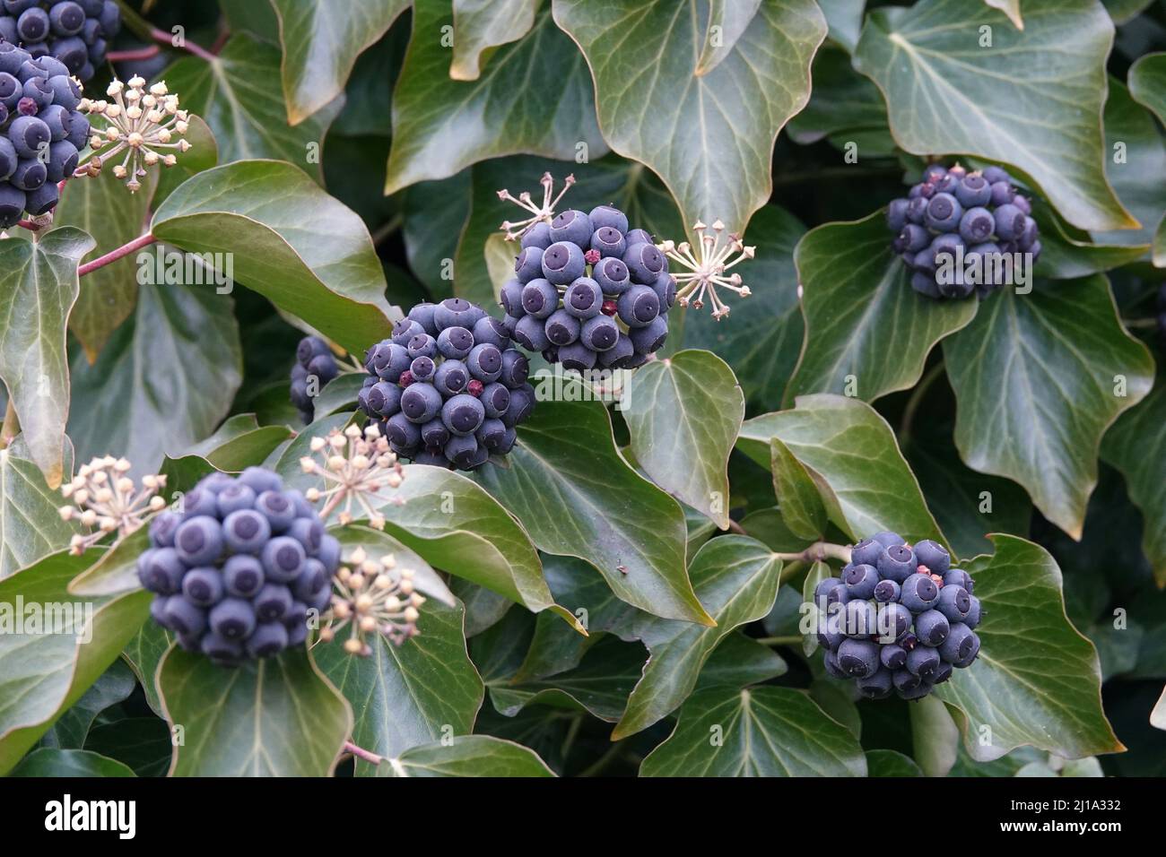 Efeu Mit Beeren
