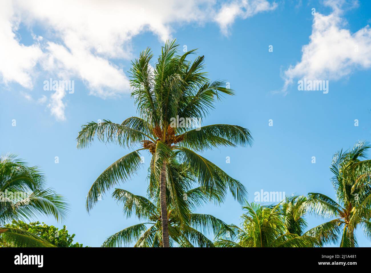 Hurrikan palme -Fotos und -Bildmaterial in hoher Auflösung – Alamy