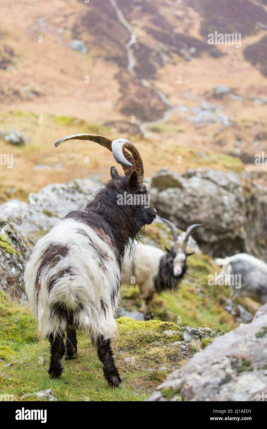 Herde wilder, walisischer Bergziegen im Tal eines Berges im Snowdonia ...