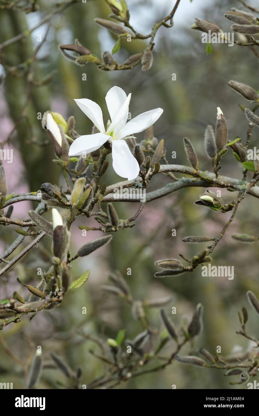 Magnolia salicifolia wadas erinnerung -Fotos und -Bildmaterial in hoher ...
