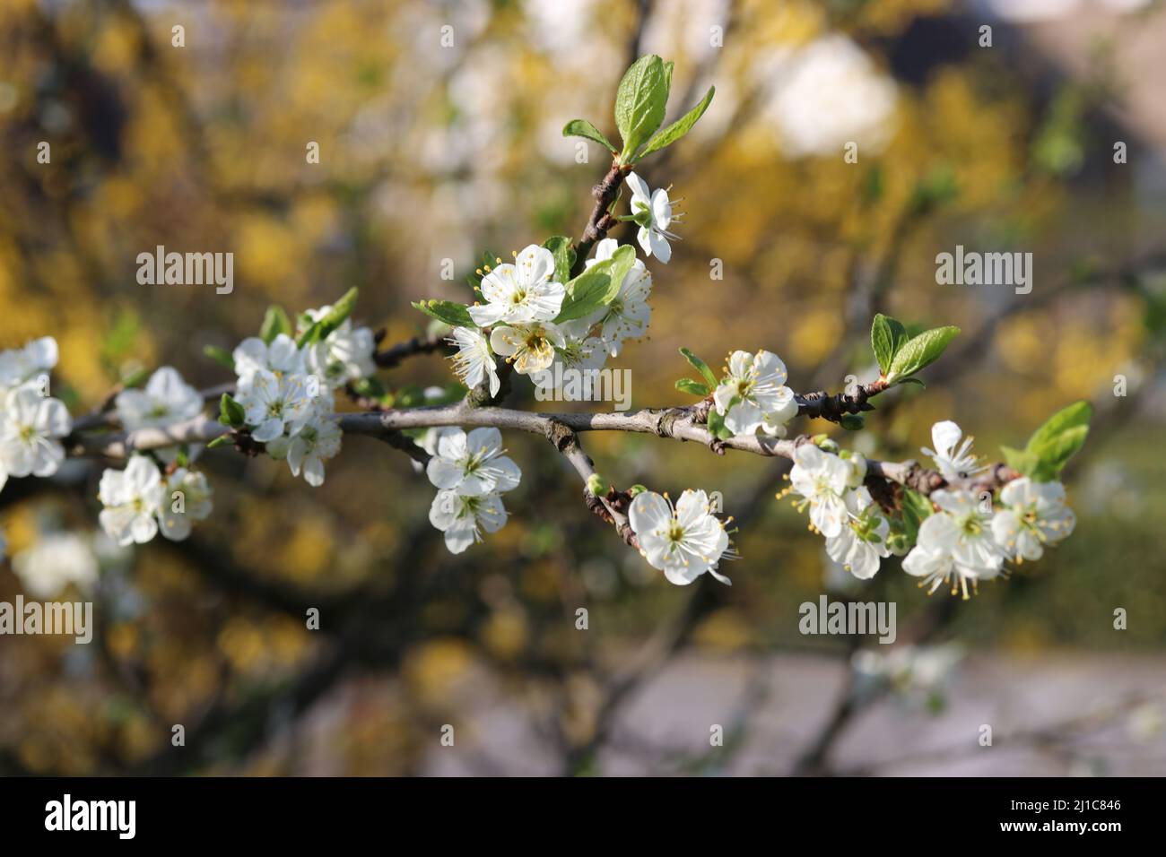 Ein Zweig mit schönen weißen Blüten und einigen grünen Blättern eines ...