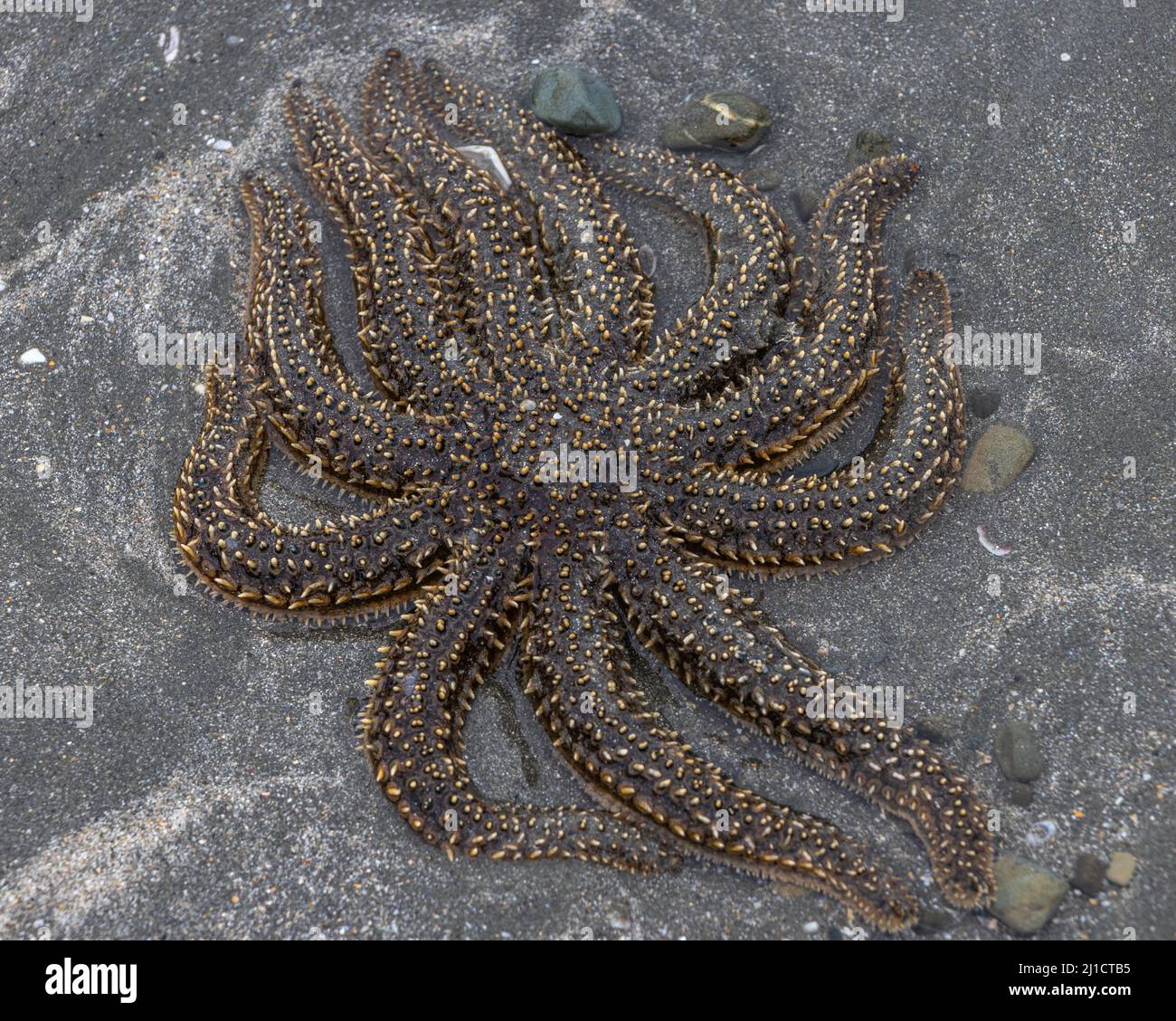 Stacheliger seestern -Fotos und -Bildmaterial in hoher Auflösung – Alamy