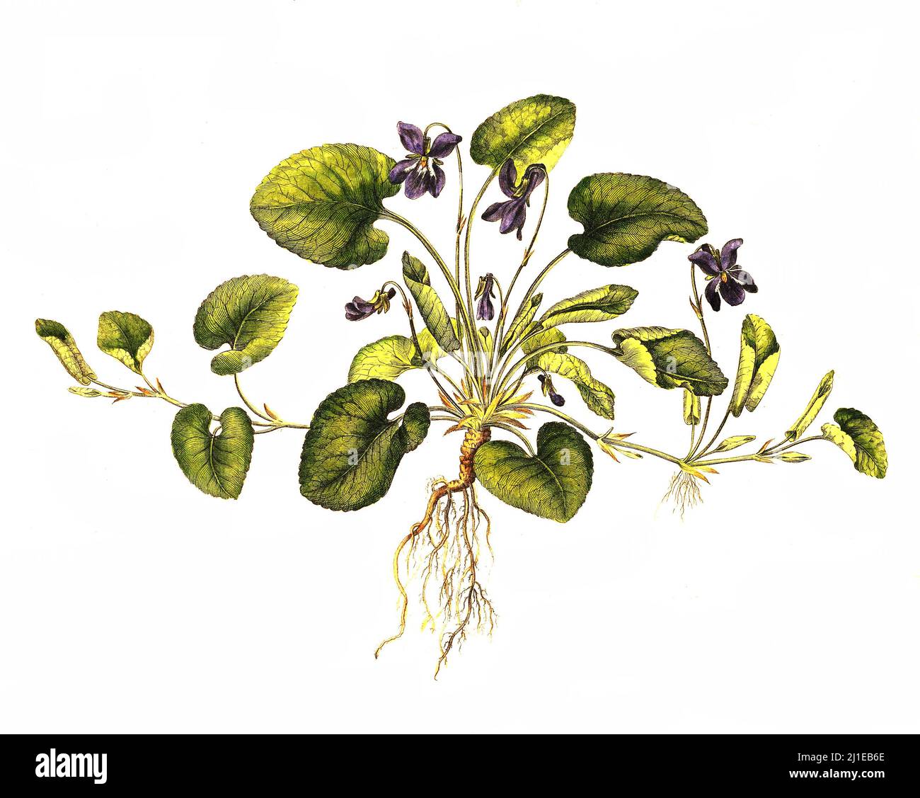 Viola odorata botanische zeichnung -Fotos und -Bildmaterial in hoher ...