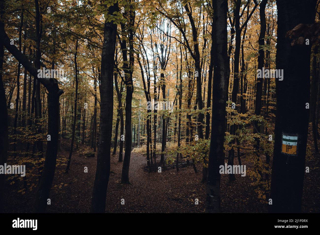 Ein schöner Wald in Nürnberg, Bayern, Deutschland im Herbst ...