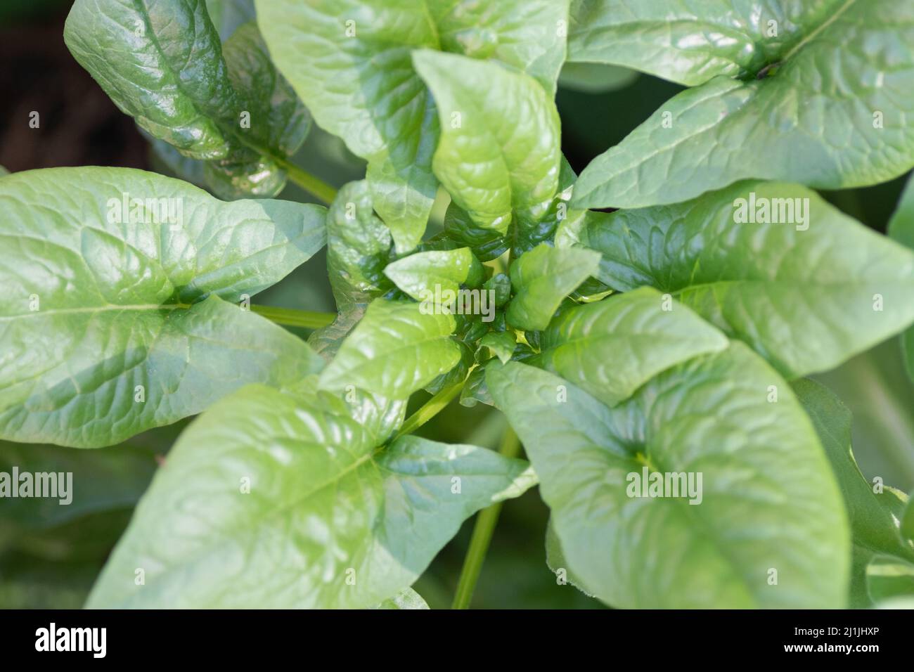 Spinat wächst -Fotos und -Bildmaterial in hoher Auflösung – Alamy