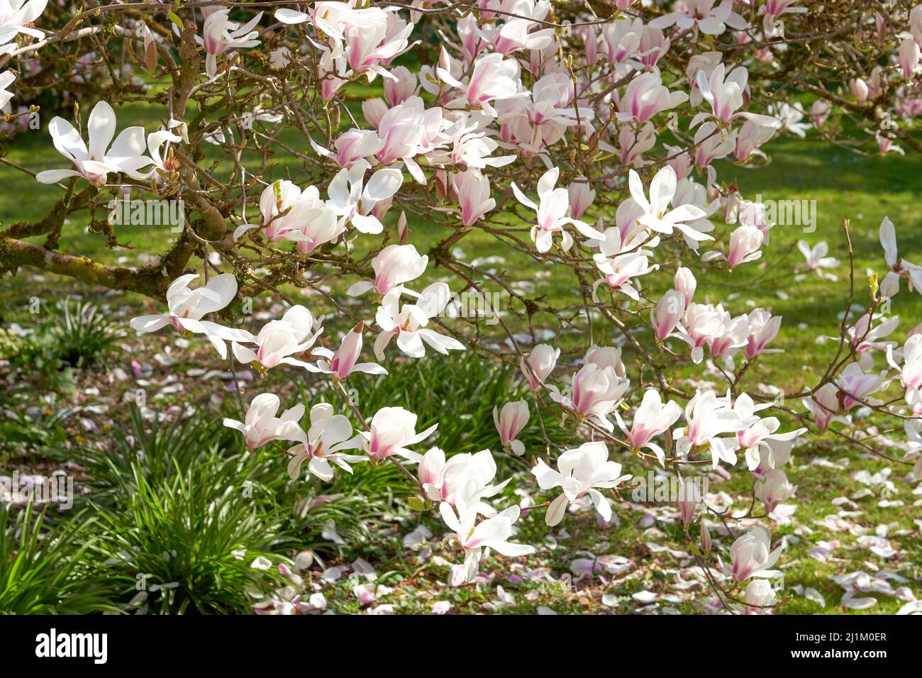 Botaniker pierre magnol -Fotos und -Bildmaterial in hoher Auflösung – Alamy