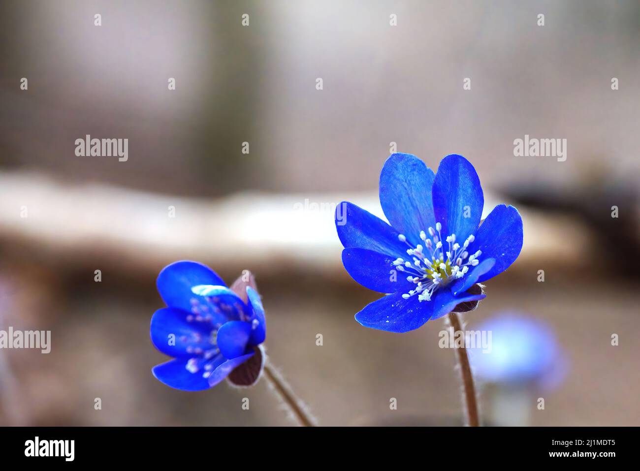Blütenstaub wind frühling -Fotos und -Bildmaterial in hoher Auflösung ...