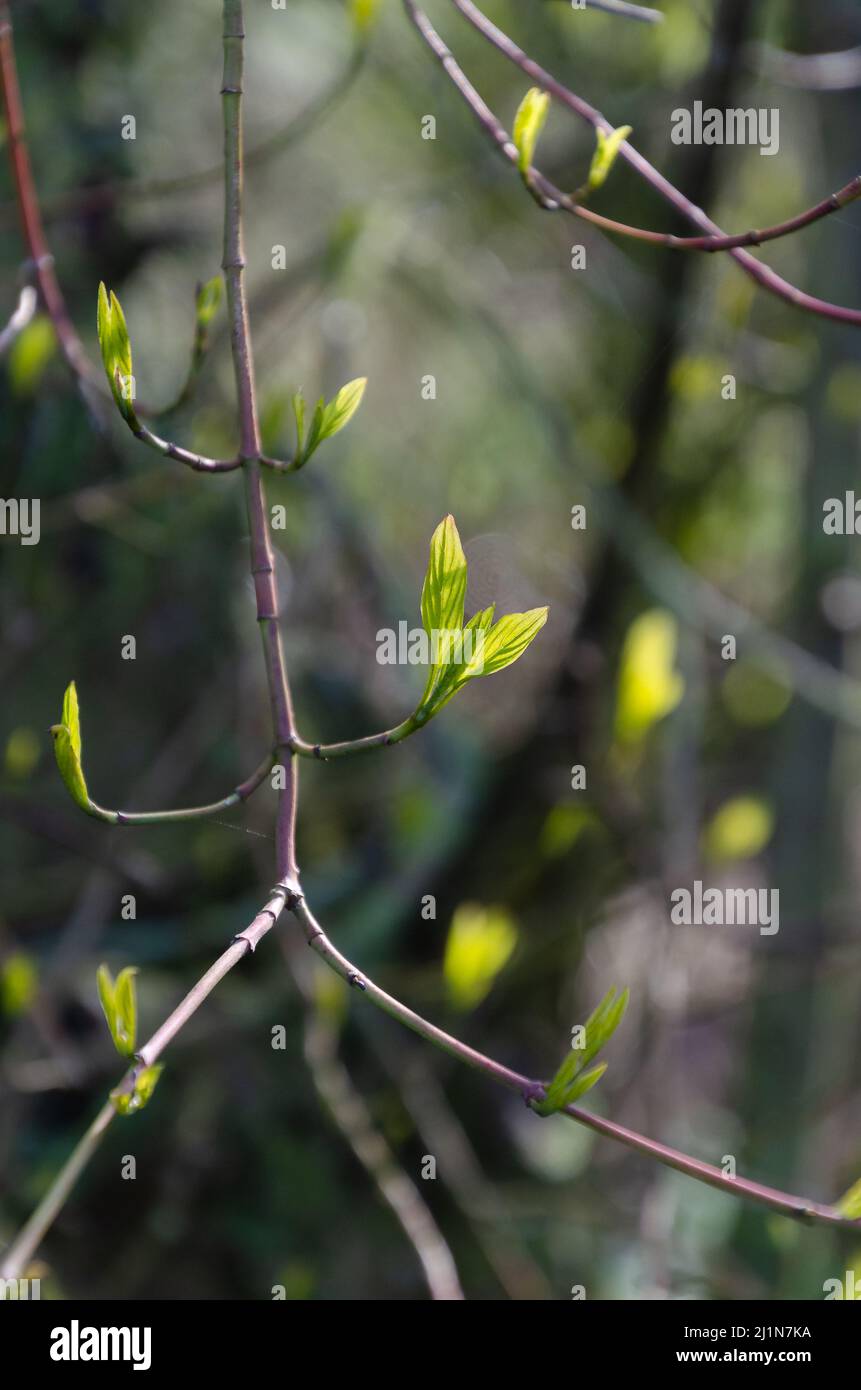 Baum triebe -Fotos und -Bildmaterial in hoher Auflösung – Alamy