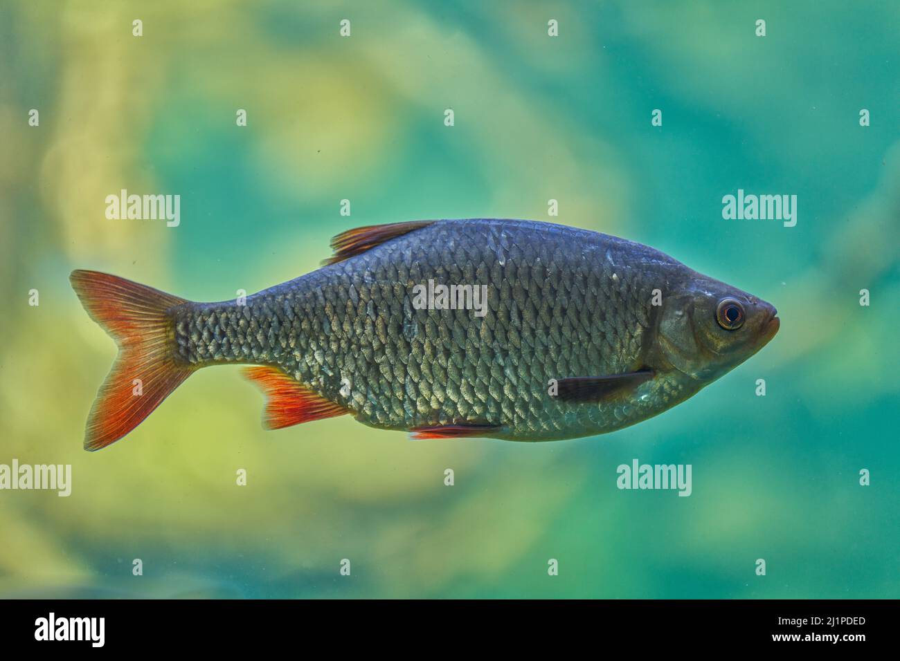 Orfe leuciscus idus -Fotos und -Bildmaterial in hoher Auflösung – Alamy