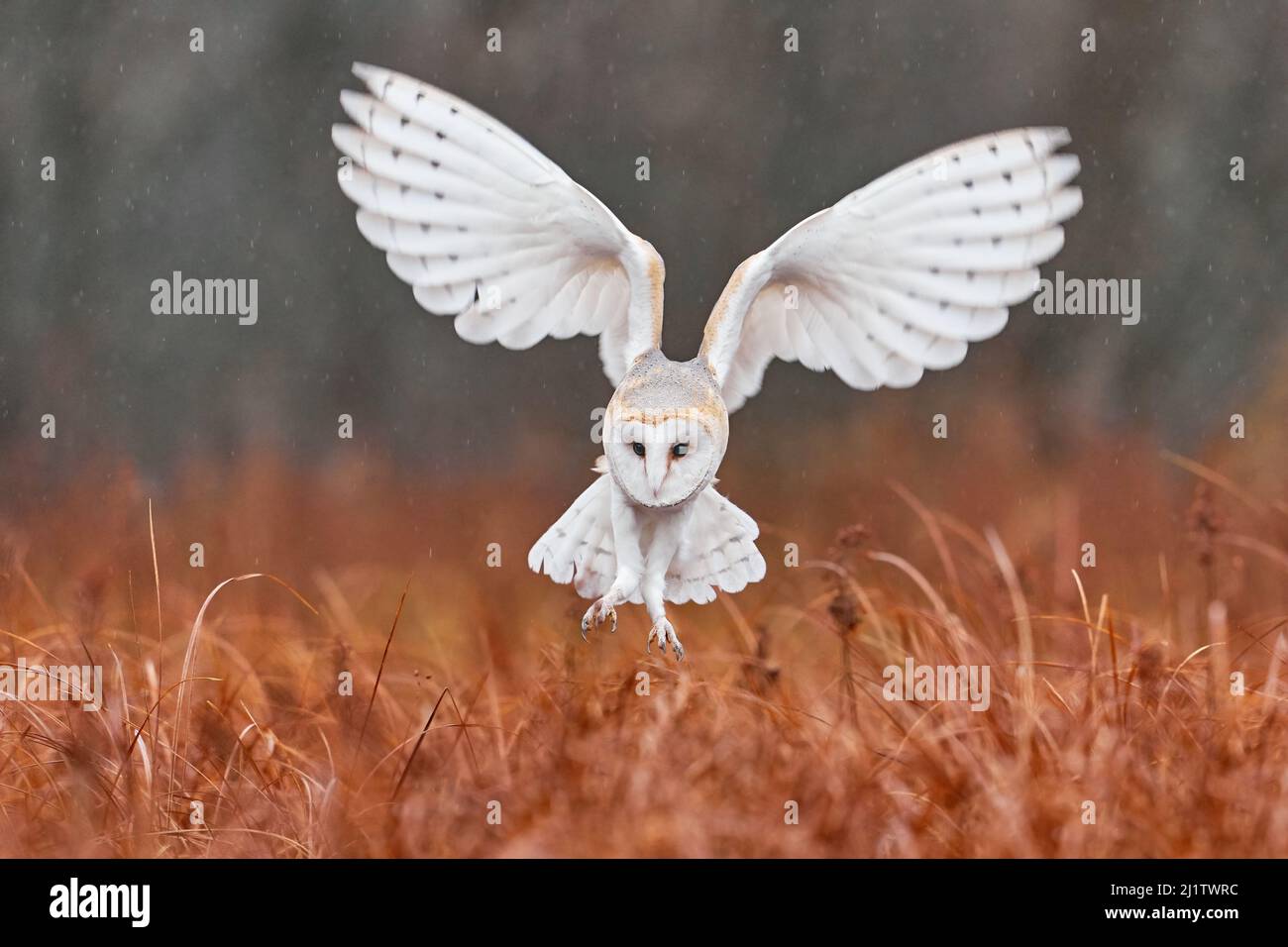 Eule fliegen mit offenen Flügeln. Barn Owl, Tyto alba, Flug über rotem ...
