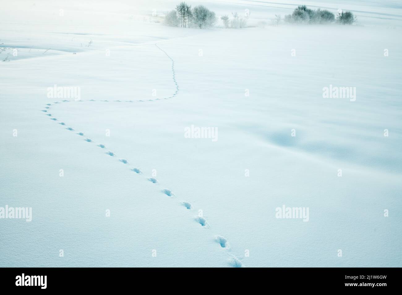 Fuchsspuren im schnee -Fotos und -Bildmaterial in hoher Auflösung – Alamy