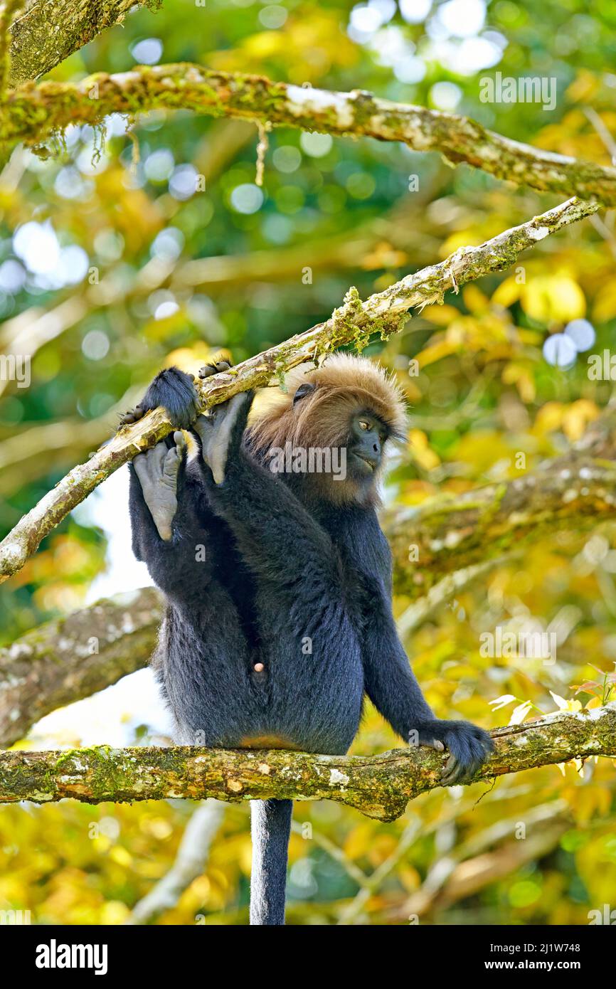 Trachypithecus cucullatus -Fotos und -Bildmaterial in hoher Auflösung ...